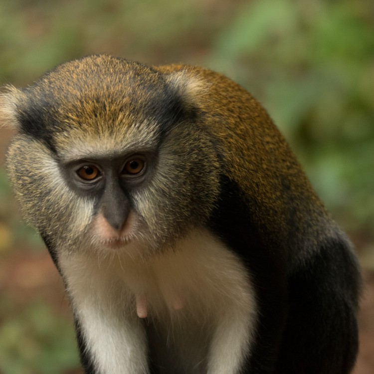 West africa animal party - Ghana Safari Tours