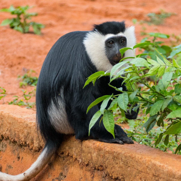 Big and beautiful - Ghana Safari Tours